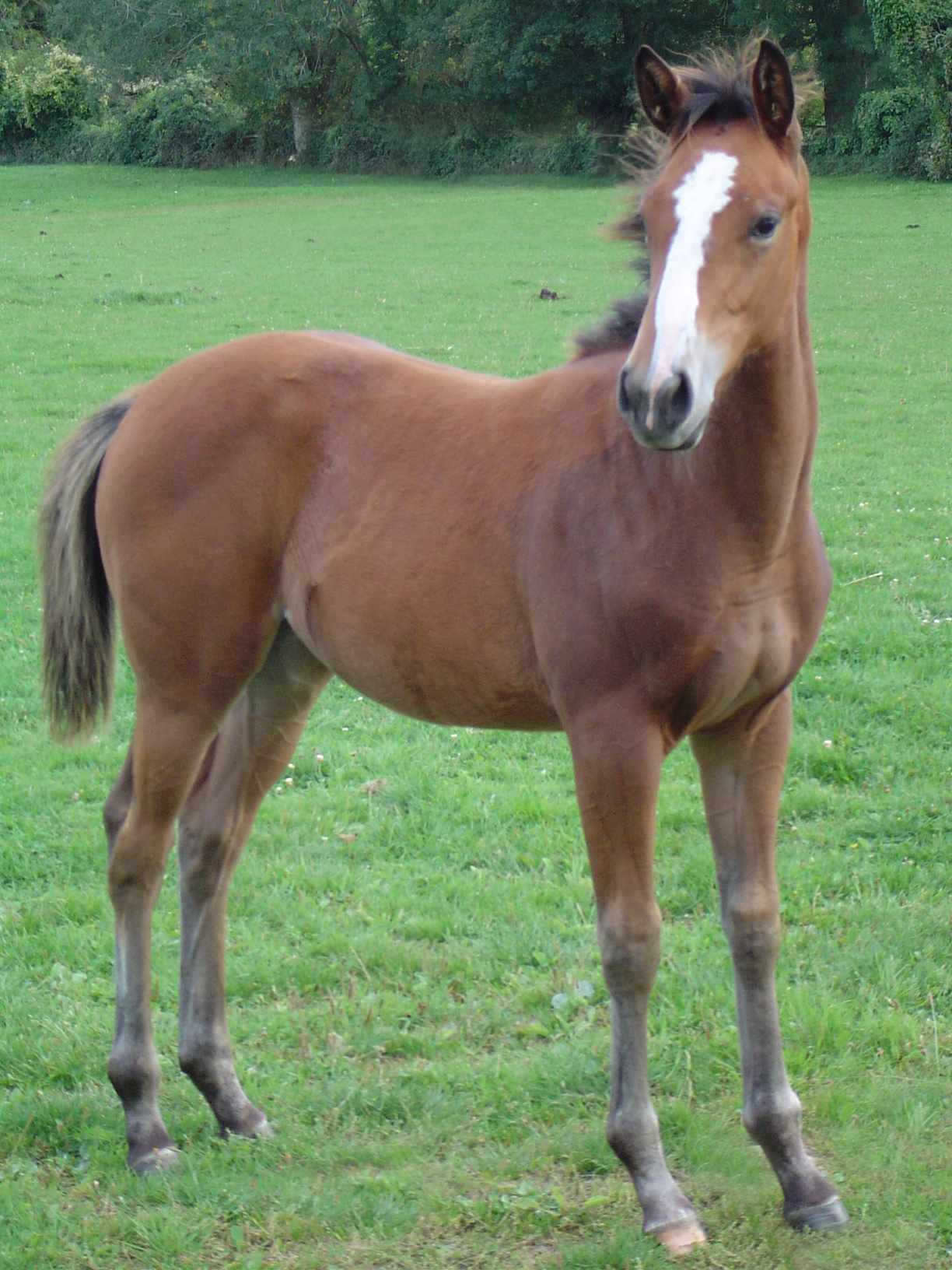 Notre vision - Fédération Nationale du Cheval - FNSEA
